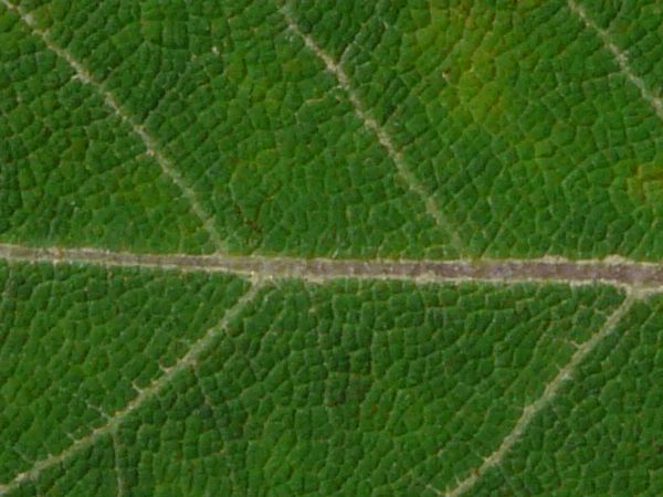 texture 0005 - Texturelib